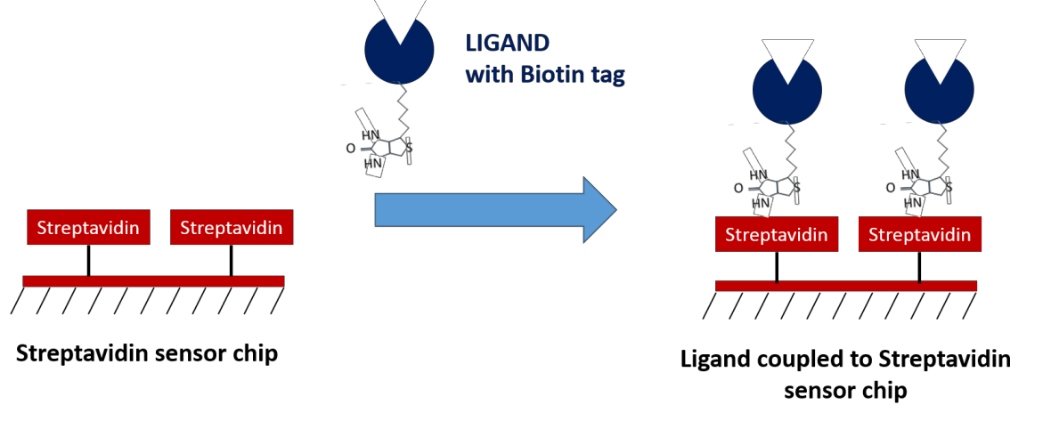 SPR Sensors Chips: A Guide for Modern Researchers