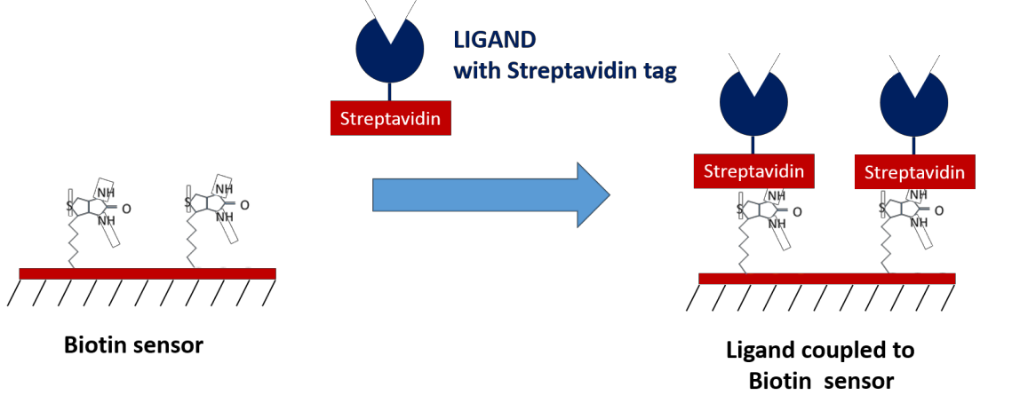 Surface Plasmon Resonance Sensors: A Guide for Scientists