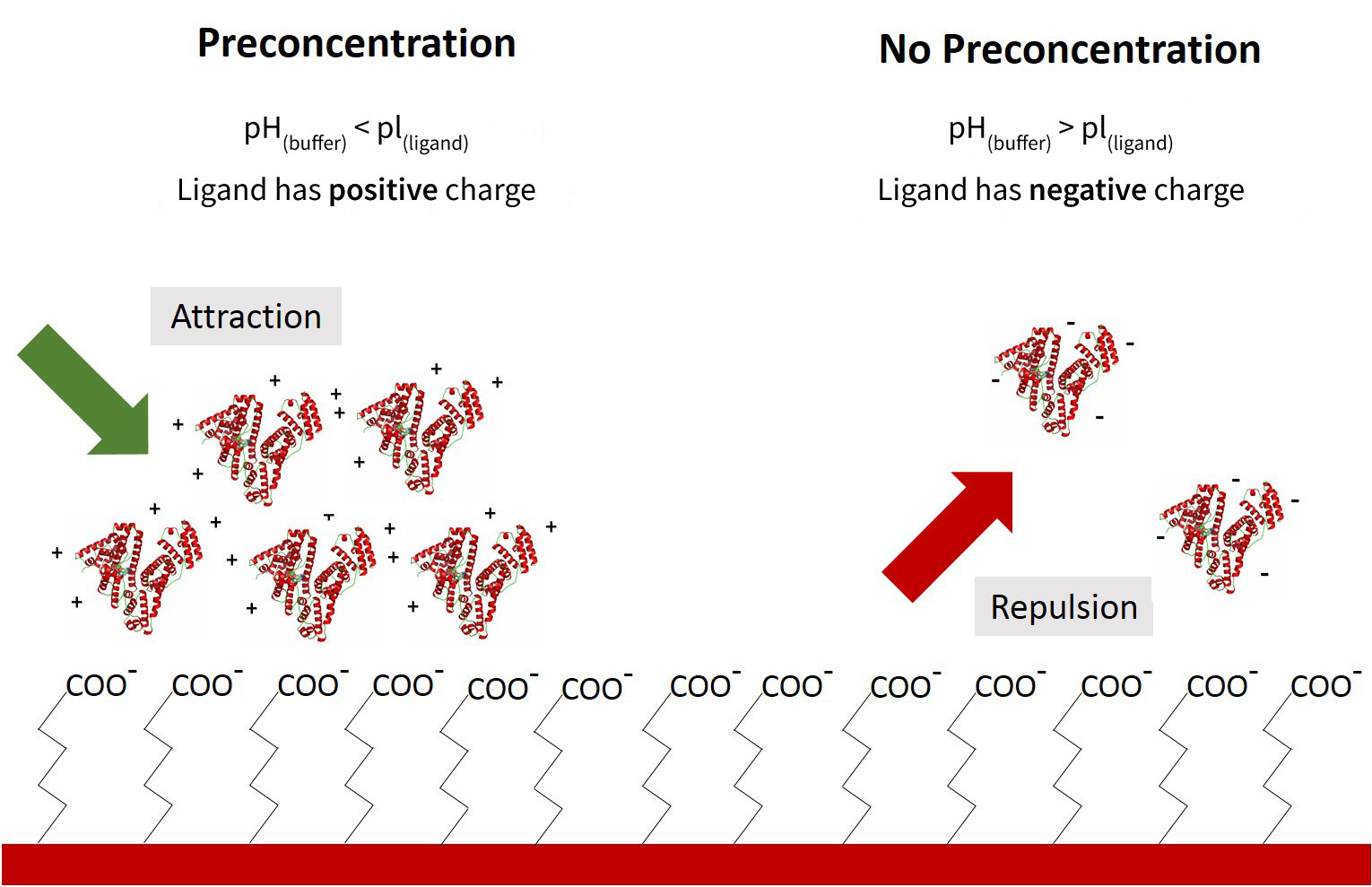 How Preconcentration can save your Protein Samples in SPR Experiments ...