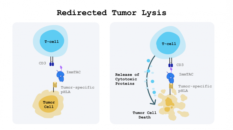SPR Characterization of Bispecifics | Alto™ SPR for Immuno-Oncology