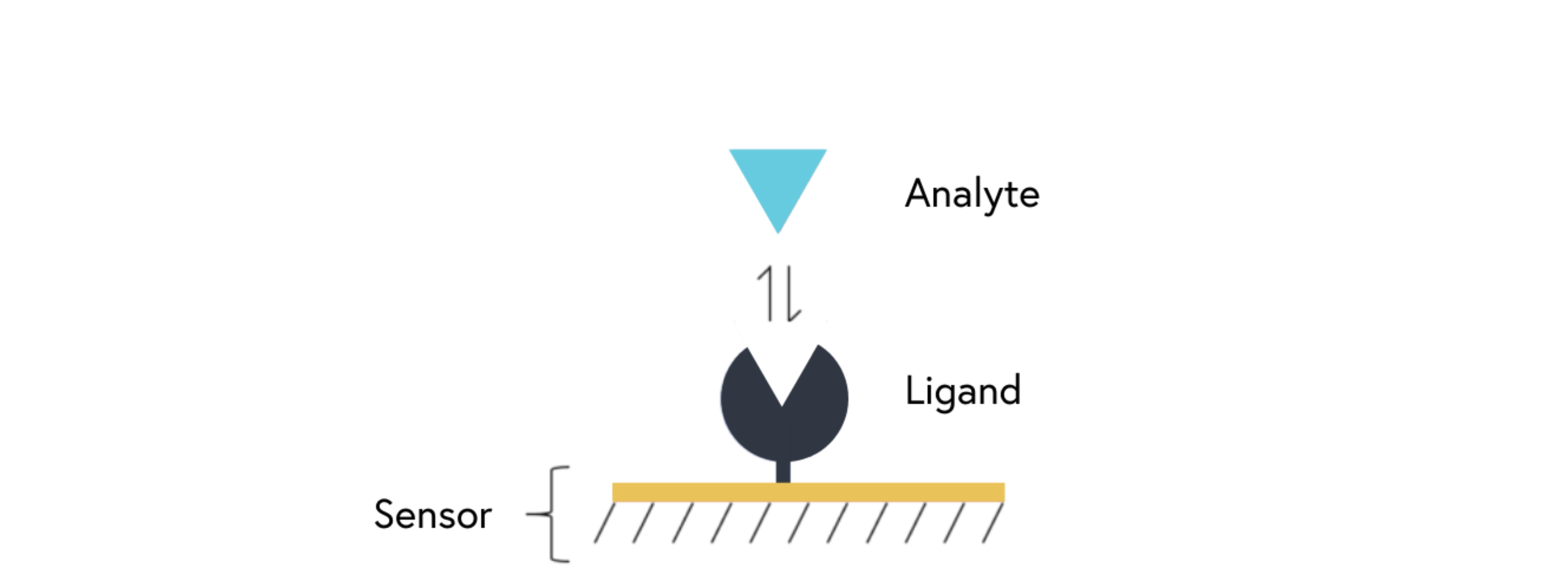 SPR vs ELISA | Comparing techniques for biomolecular detection